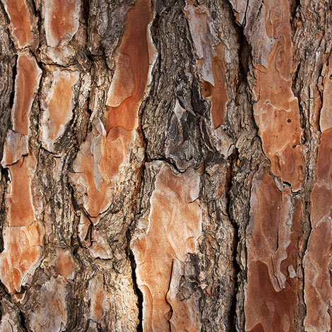 Virilité Turbo - Cell'innov