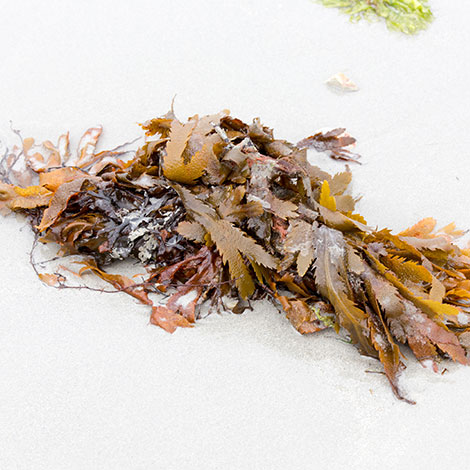 Algae Detox - Cell'innov